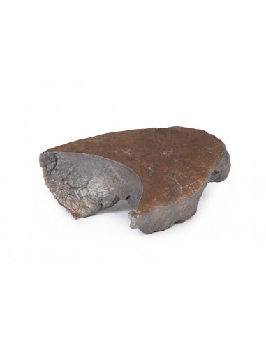 Disección del hilio pulmonar derecho - Erler Zimmer 3D anatomy Series ...